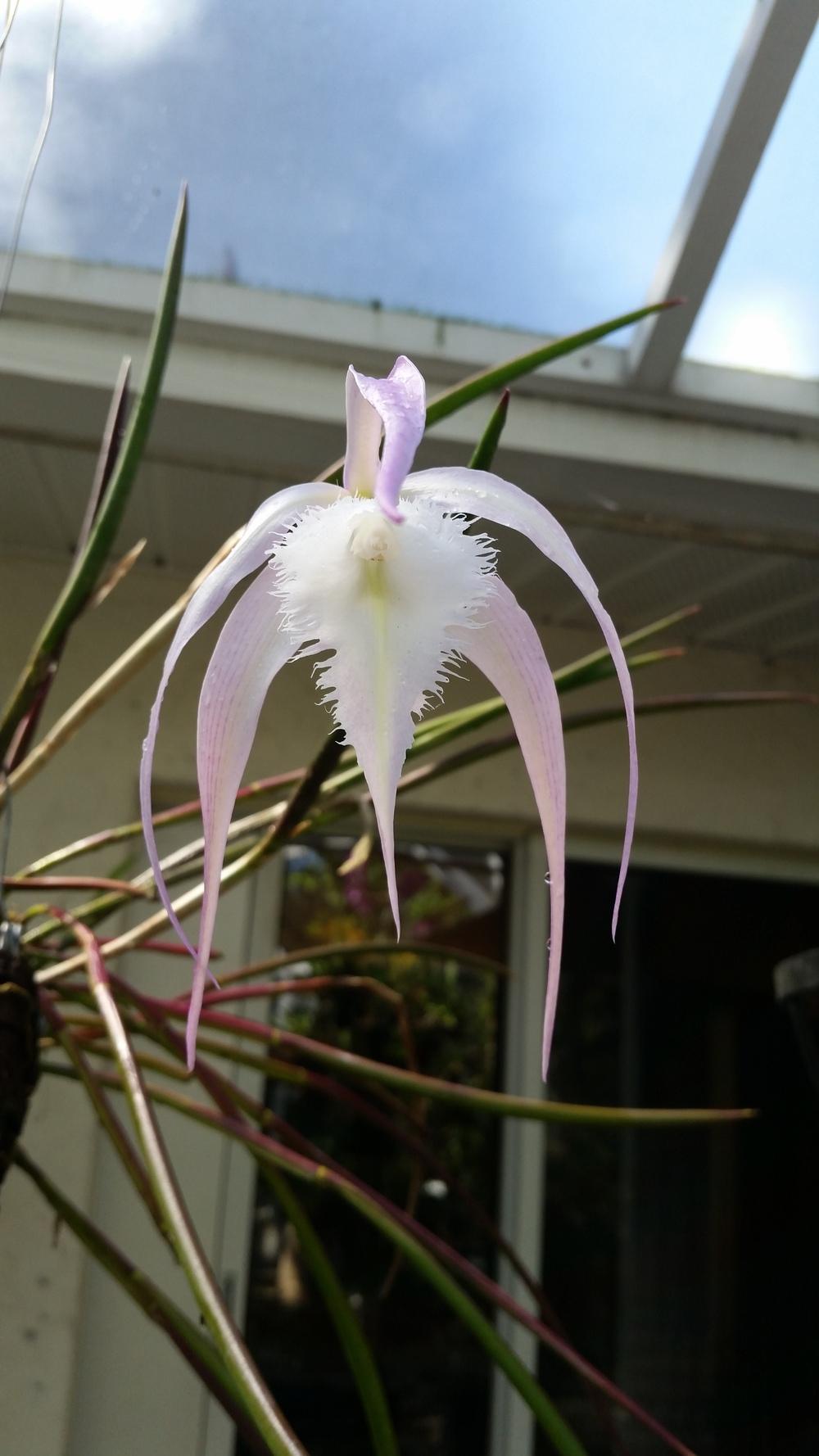 Photo of the bloom of Orchid (Rhynchovola David Sander) posted by ...