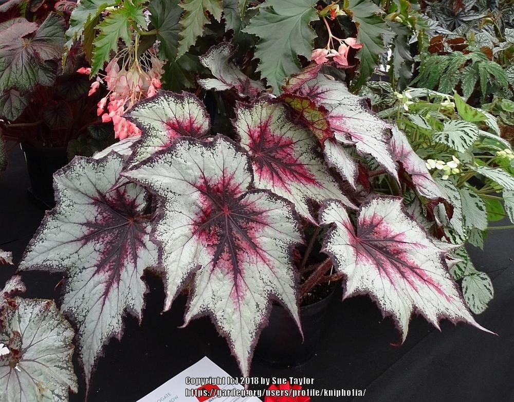 Begonia 'Silver Spirit' in the Begonias Database - Garden.org