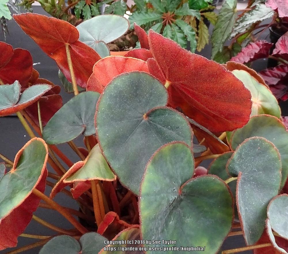 Begonia (Begonia lyman-smithii) in the Begonias Database - Garden.org