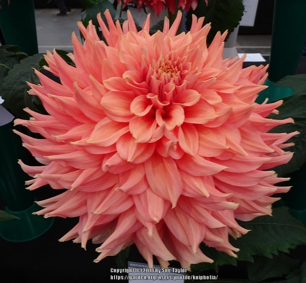 Dahlia 'Fairway Spur' in the Dahlias Database - Garden.org