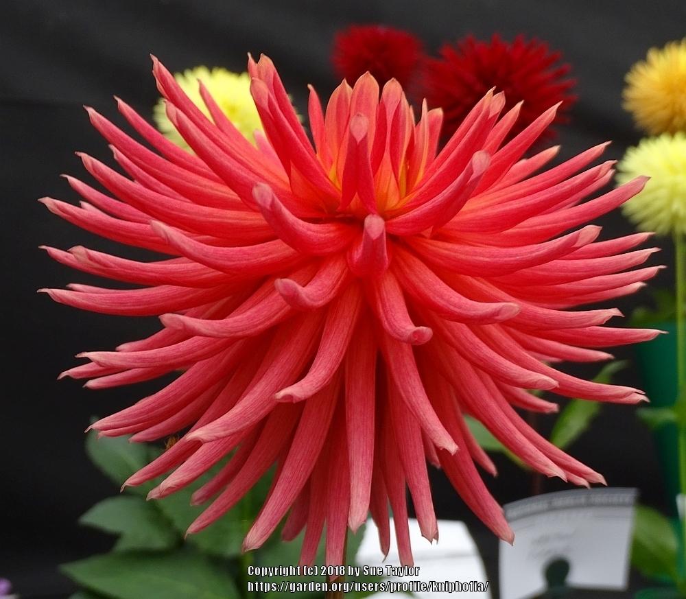 Dahlia 'Josudi Hercules' in the Dahlias Database - Garden.org