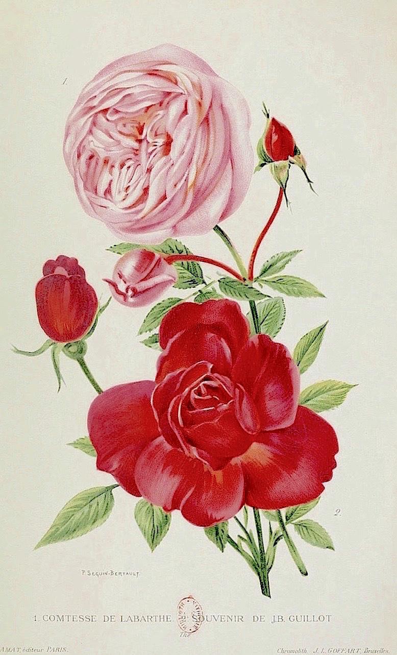 Photo of the documentation of Rose (Rosa 'Duchesse de Brabant') posted ...