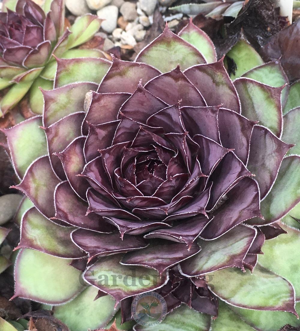 Sempervivum: Plant Care and Collection of Varieties - Garden.org