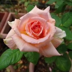 Rose (Rosa 'Elfi von Dassanowsky') in the Roses Database - Garden.org