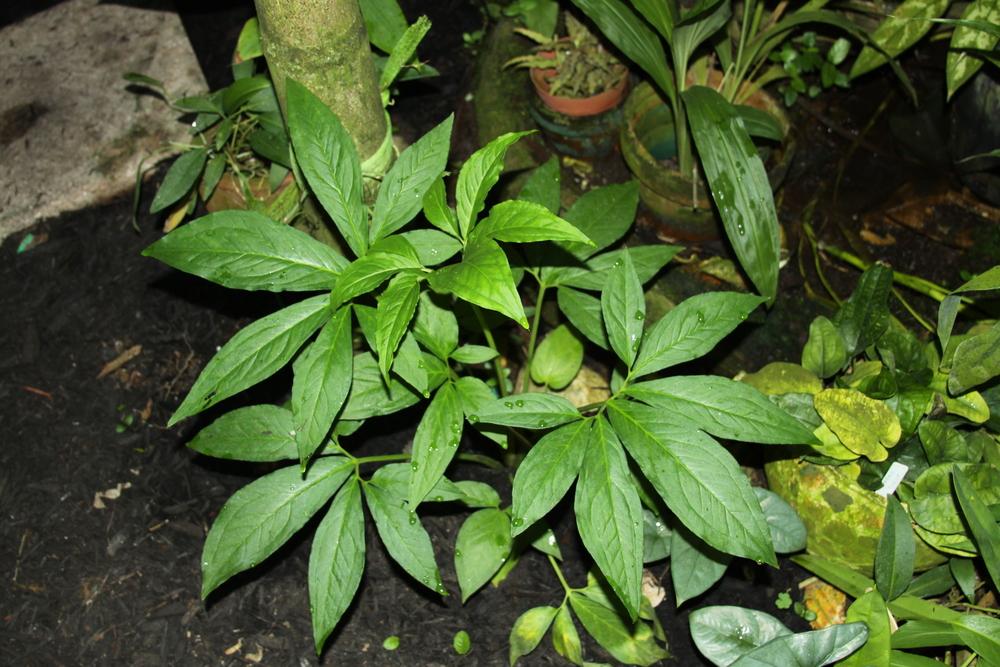 Xanthosoma (Xanthosoma wendlandii) in the Elephant Ears (Xanthosoma ...