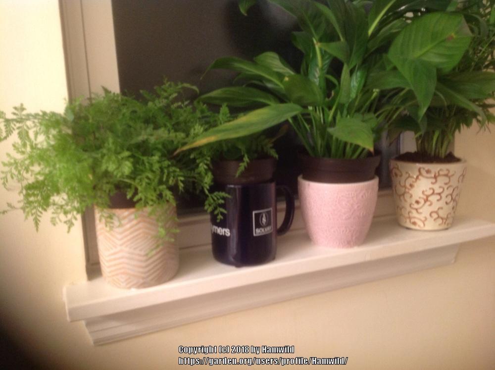 Why is this plant sweating?! in the Houseplants forum - Garden.org