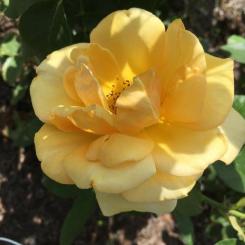 Rose (Rosa 'Golden Scepter') in the Roses Database - Garden.org