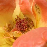 Photo of the bloom of Rose (Rosa 'Octoberfest') posted by clcroses ...