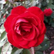 Rose (Rosa 'Europeana') in the Roses Database - Garden.org