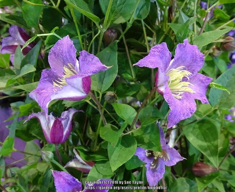 Clematis (Clematis texensis Prince William®) in the Clematis Database ...