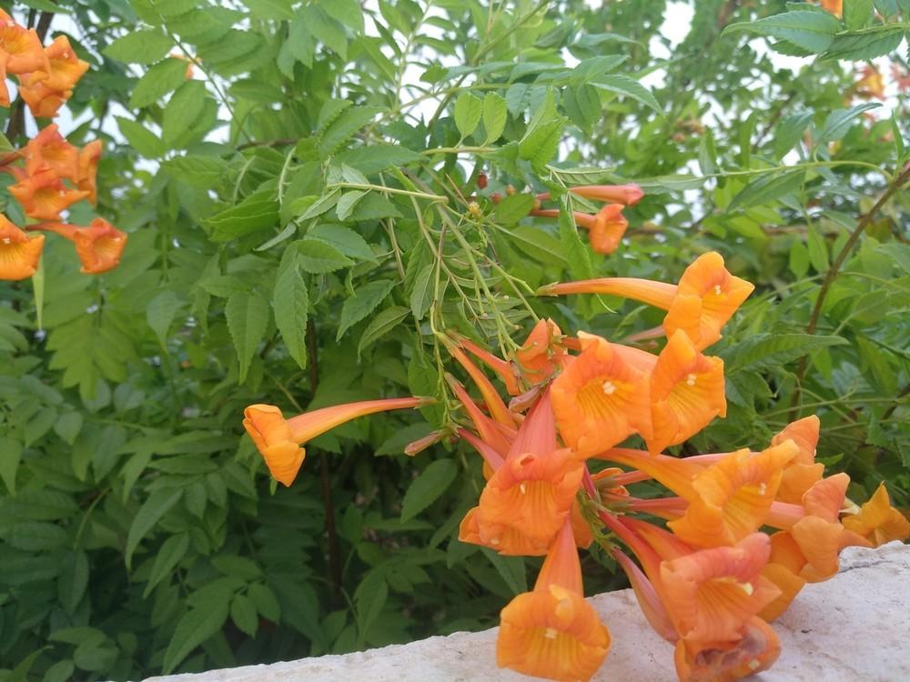 Photo of the bloom of Orange Esperanza (Tecoma 'Orange Jubilee') posted ...