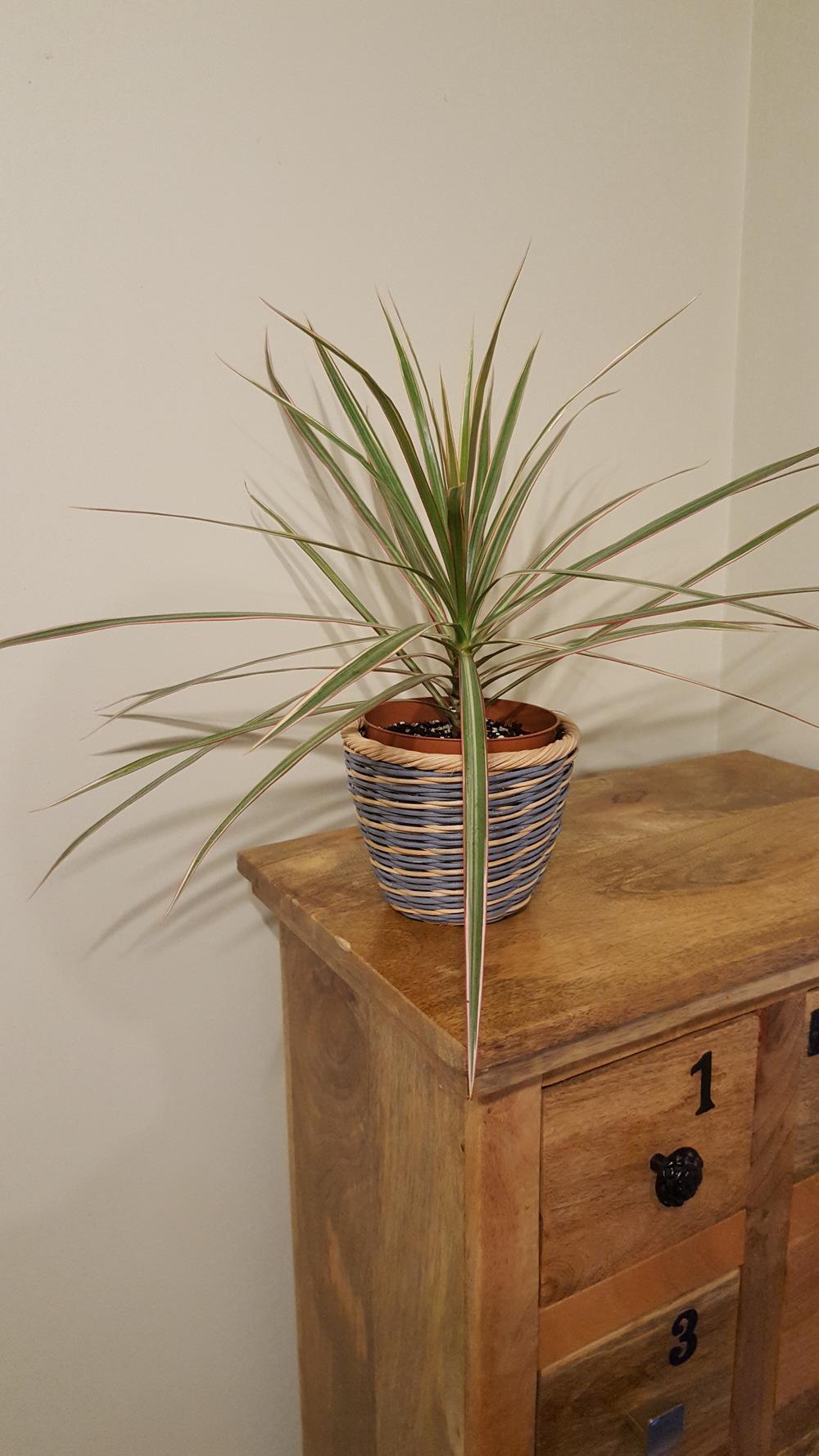 Why is this plant sweating?! in the Houseplants forum - Garden.org