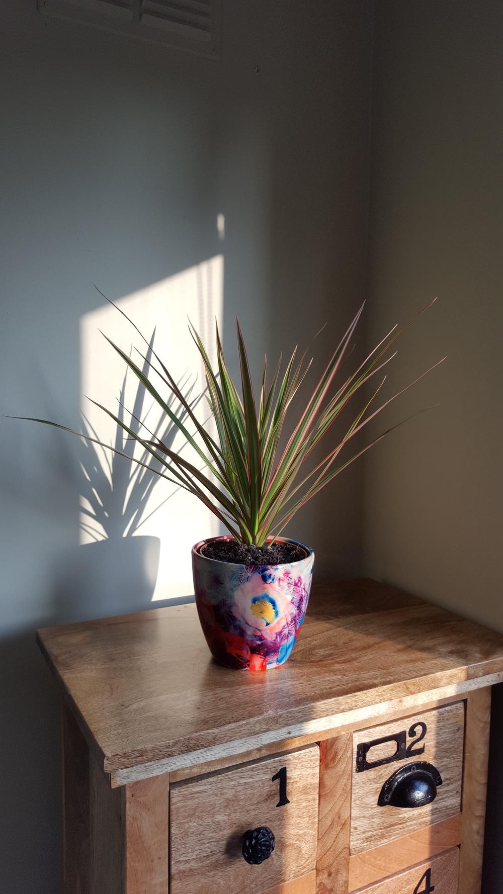 Why is this plant sweating?! in the Houseplants forum - Garden.org