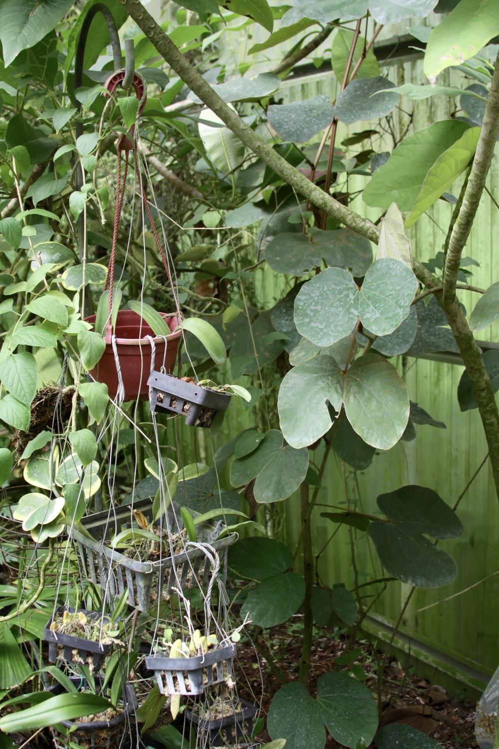 Crown Vine (Bauhinia glabra) - Garden.org