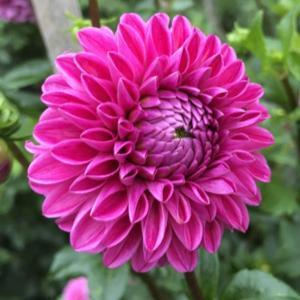 Dahlia 'Mary's Jomanda' in the Dahlias Database - Garden.org