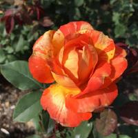 Photo of the bloom of Rose (Rosa 'Rainbow Niagara') posted by MargieNY ...