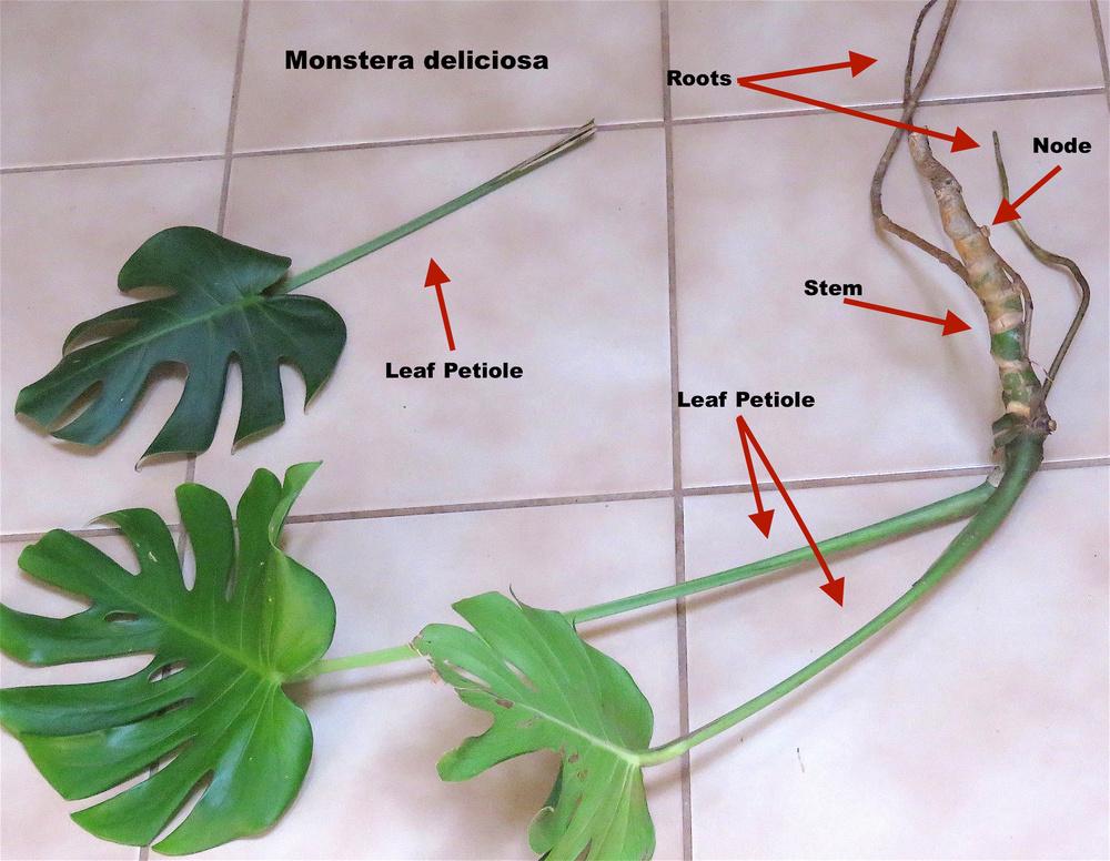Split Leaf Philodendron Roots