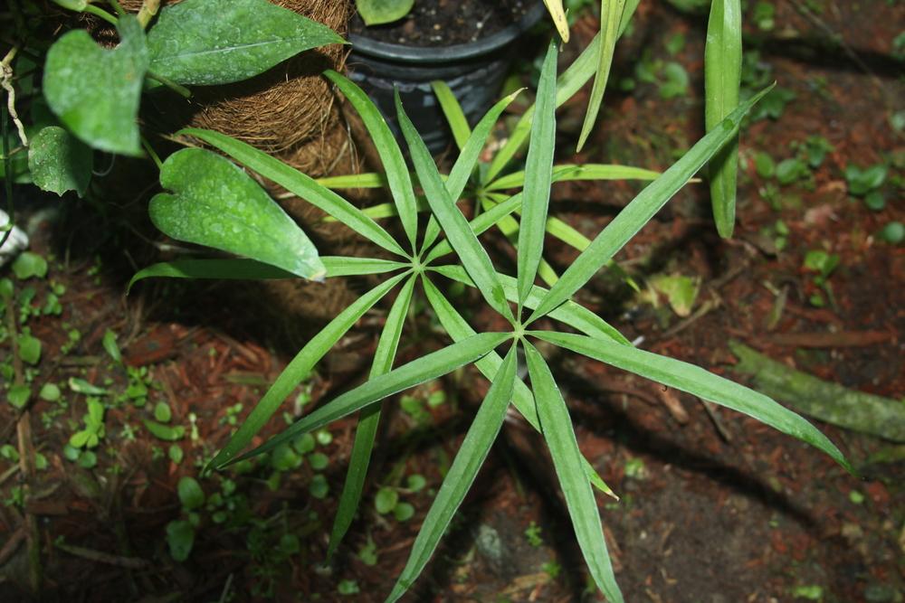 Anthurium polydactylum in the Anthuriums Database - Garden.org
