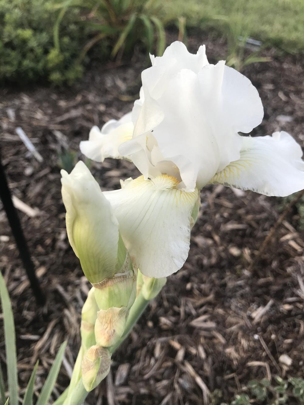 Photo of the bloom of Intermediate Bearded Iris (Iris 'Low Ho Silver ...