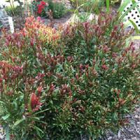 Photo of the entire plant of Scotch Heather (Calluna vulgaris 'Con Brio ...
