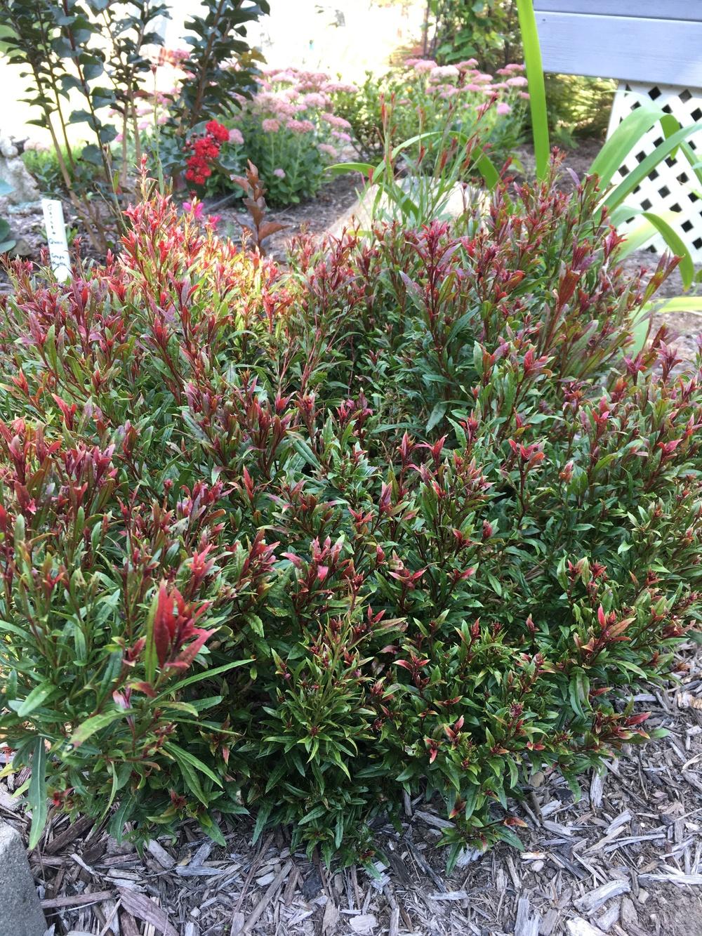 Photo of the entire plant of Scotch Heather (Calluna vulgaris 'Con Brio ...