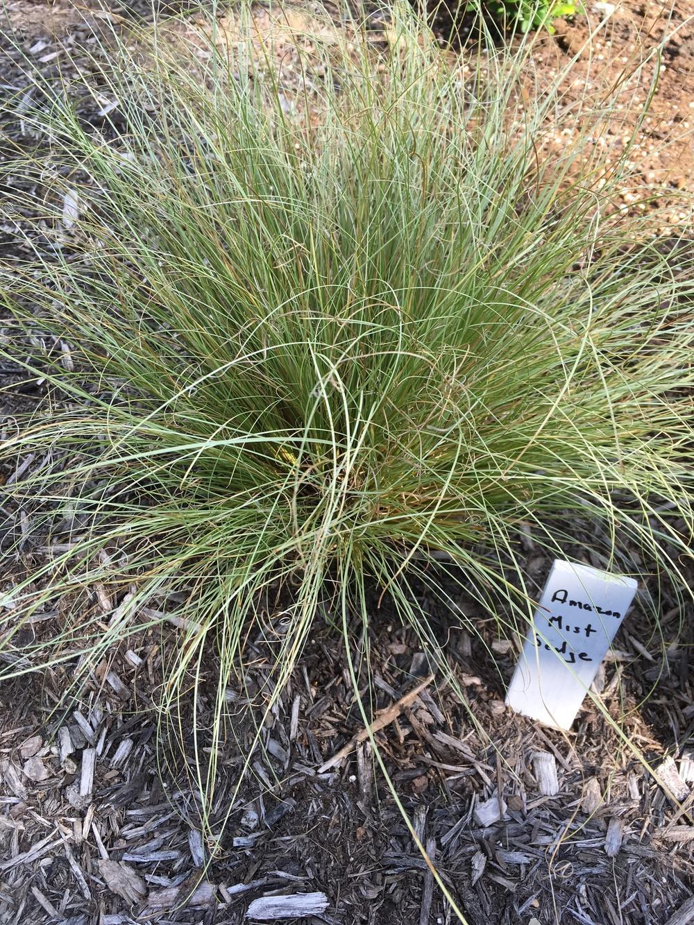Photo of the entire plant of Sedge (Carex comans 'Amazon Mist') posted ...