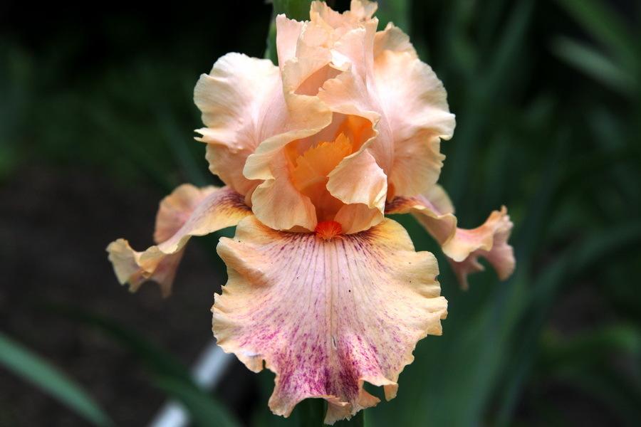 Tall Bearded Iris (Iris 'Tainted Love') in the Irises Database - Garden.org