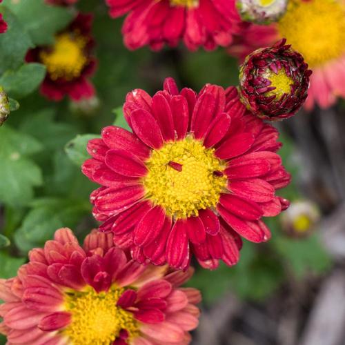 Mum (Chrysanthemum x morifolium Mammoth™ Red Daisy) - Garden.org