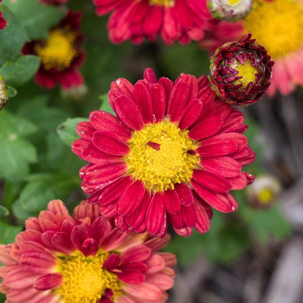 Mum (Chrysanthemum x morifolium Mammoth™ Red Daisy) - Garden.org