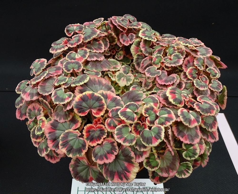 Pelargoniums: Plant Care and Collection of Varieties - Garden.org