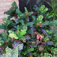 Croton (Codiaeum variegatum 'Magnificent') in the Crotons Database ...