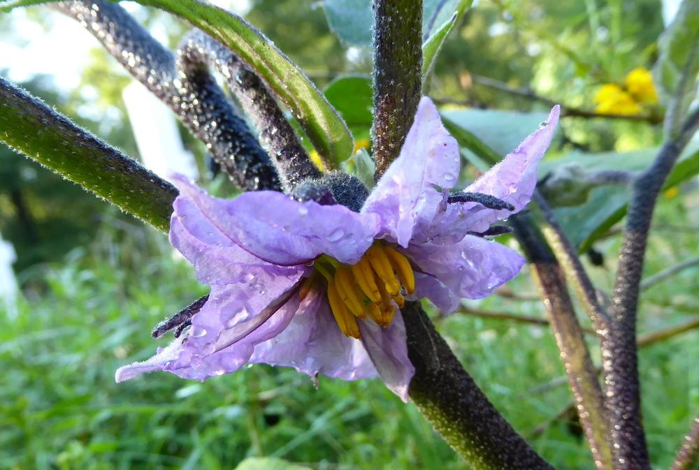 Eggplants: Plant Care and Collection of Varieties - Garden.org