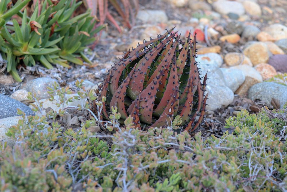 Aloes: Plant Care and Collection of Varieties - Garden.org