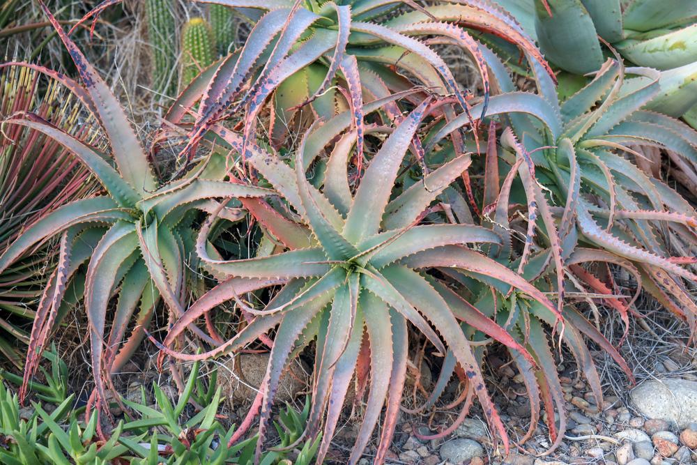 Photo of the leaves of Krantz Aloe (Aloe arborescens) posted by Baja ...