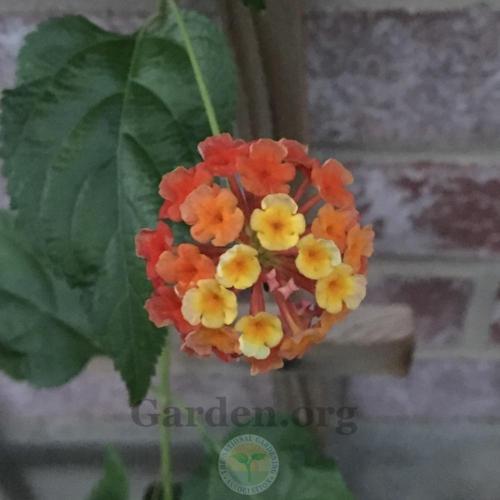 Lantana Spreading Sunset® in the Lantanas Database - Garden.org