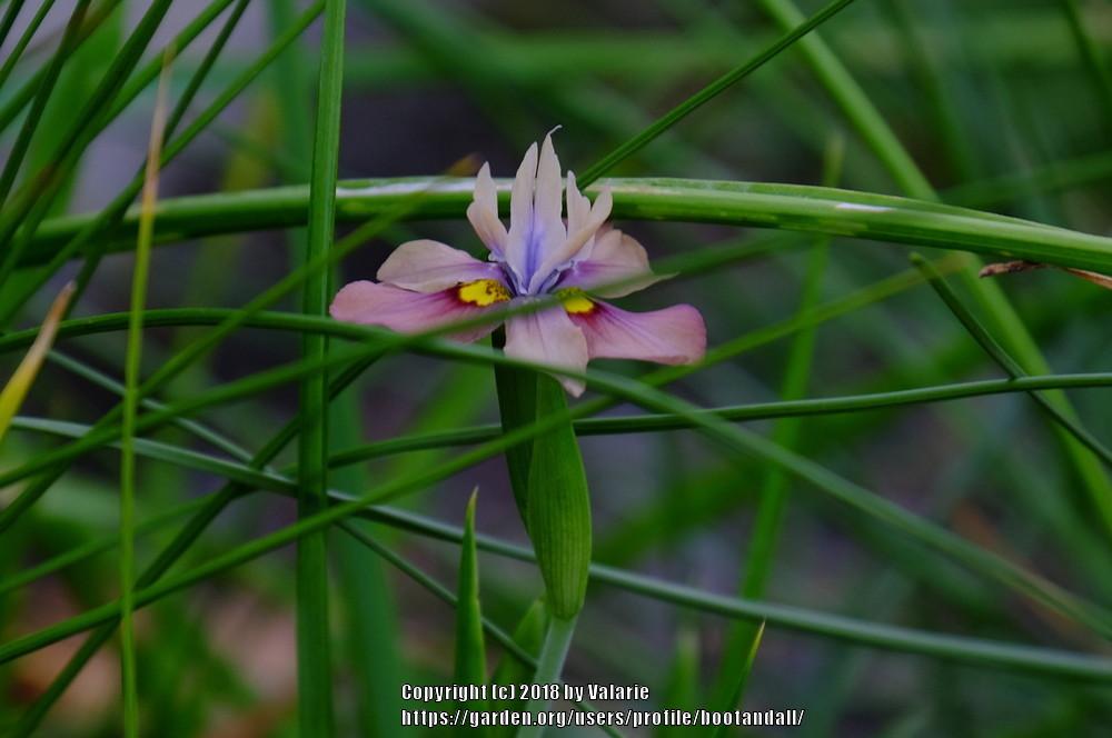 Moraea vegeta - Garden.org