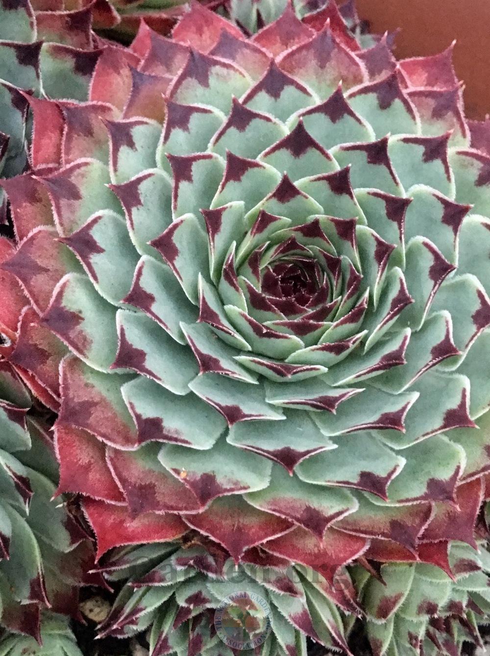 Sempervivum: Plant Care and Collection of Varieties - Garden.org