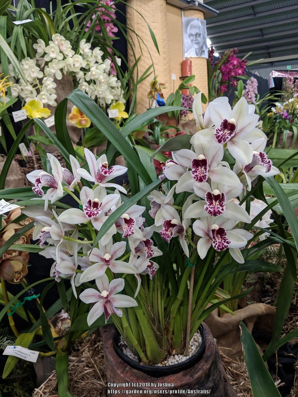 Photo of the entire plant of Orchid (Cymbidium Gowling's Gem 'Snow ...