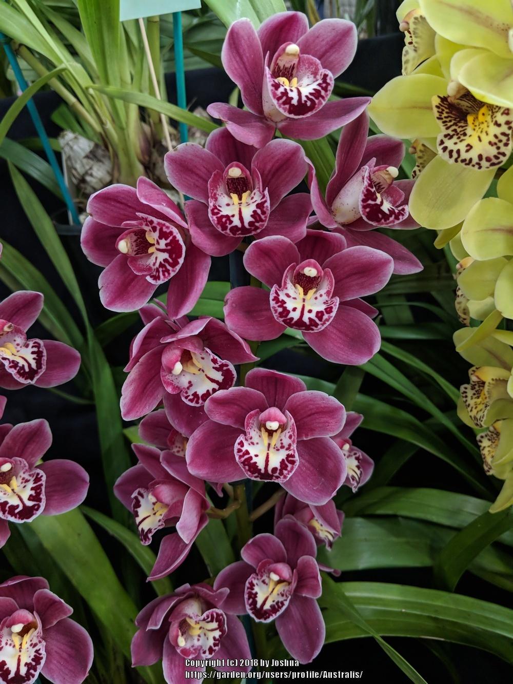 Orchid (Cymbidium Gypsy Rose 'Princess') - Garden.org