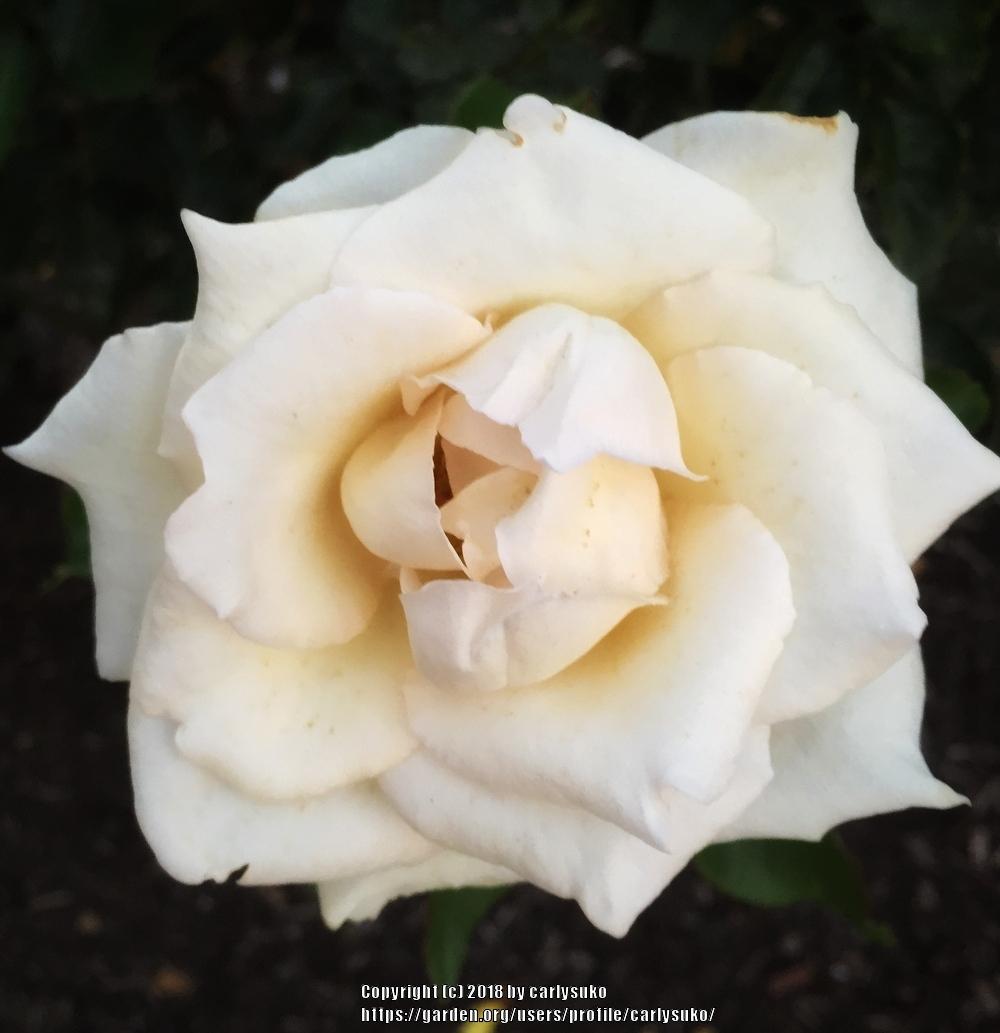 Rose (Rosa 'Whisper') in the Roses Database - Garden.org