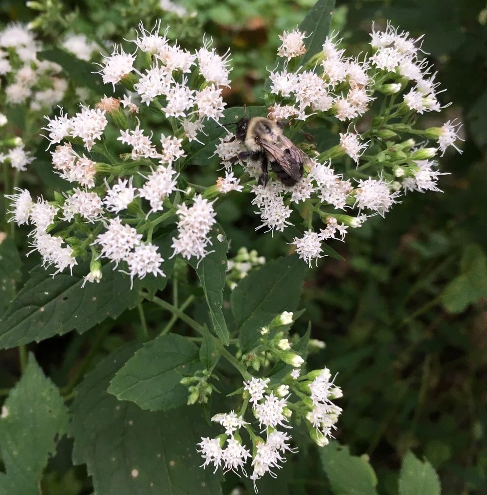 Eupatoriums: Plant Care and Collection of Varieties - Garden.org