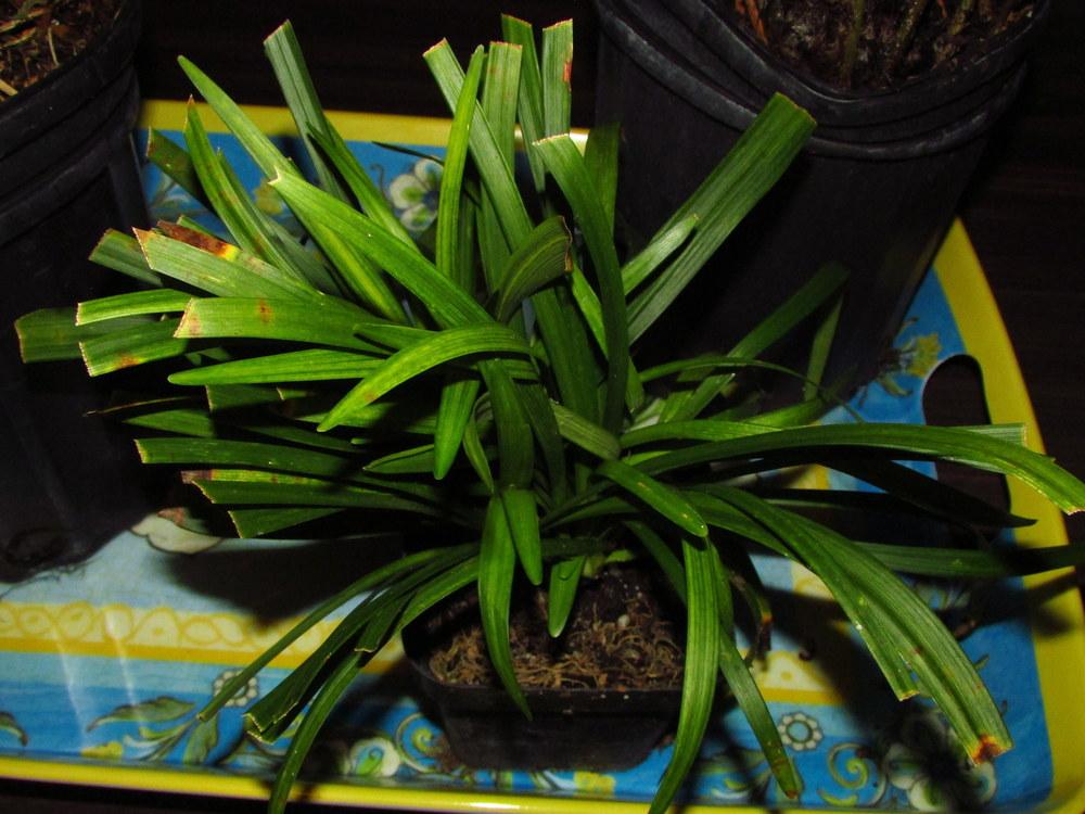 Liriopes: Plant Care and Collection of Varieties - Garden.org