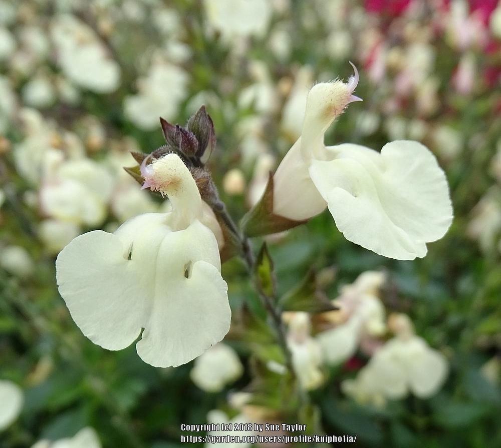 Autumn Sage (Salvia greggii Mirage™ Cream) in the Salvias Database ...