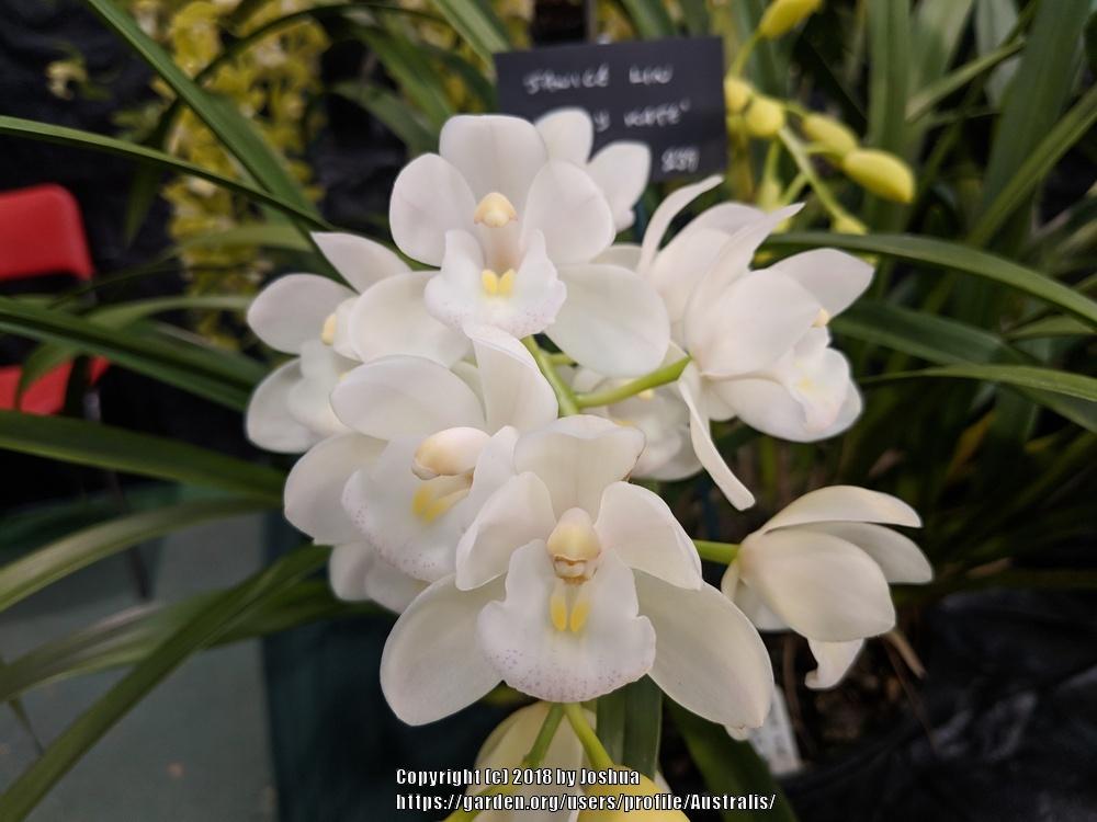 Orchid (Cymbidium Janis Lin 'Emily Kate') - Garden.org