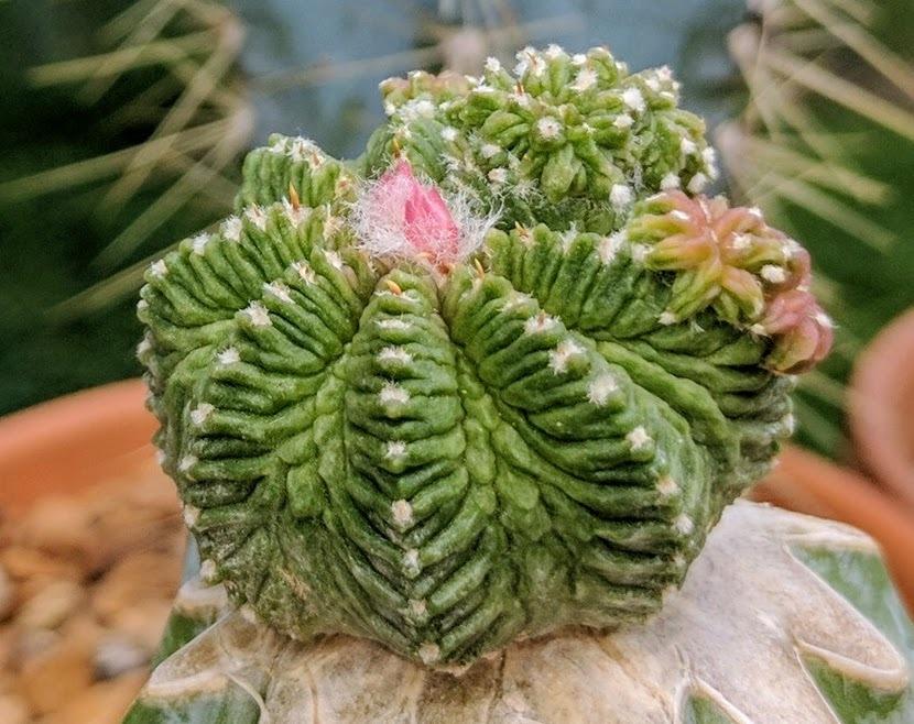 Biznaga Piedra (Aztekium ritteri) - Garden.org