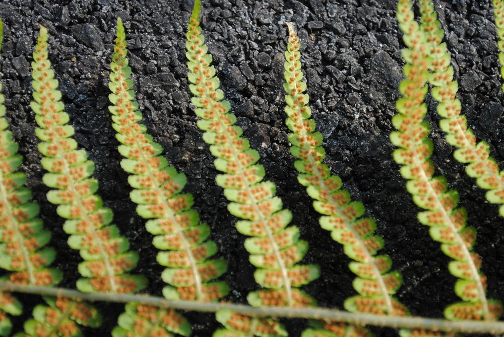 Common Male Fern (Dryopteris filix-mas) - Garden.org