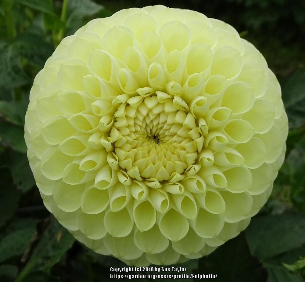 Photo of the bloom of Dahlia 'Barbarry Primrose Hall' posted by ...