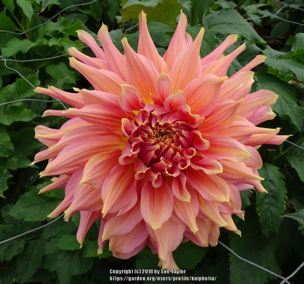 Photo of the bloom of Dahlia 'Fairway Spur' posted by kniphofia ...