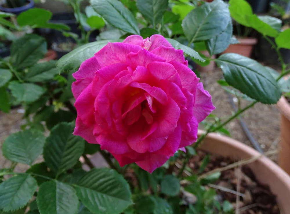 Rose (Rosa 'Mauvelous') in the Roses Database - Garden.org