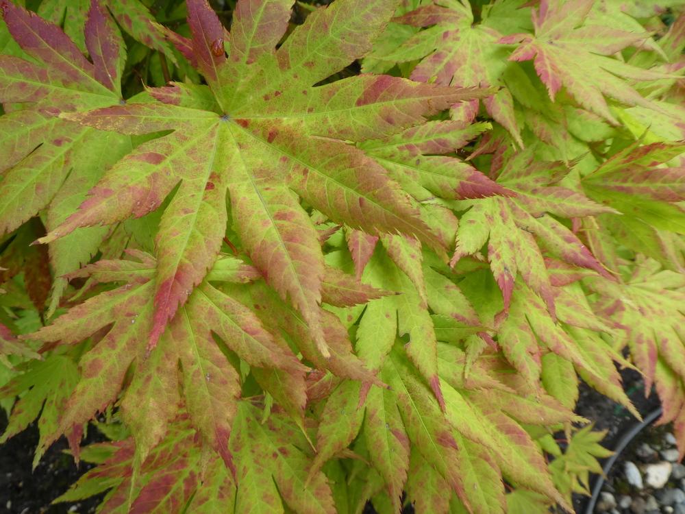 Photo of the fall color of Full Moon Maple (Acer shirasawanum 'Autumn ...